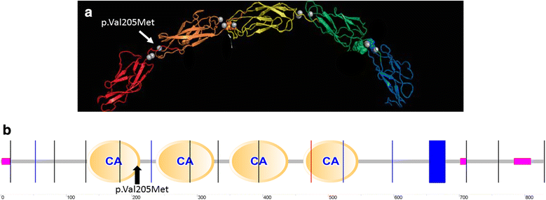 New CDH3 mutation in the first Spanish case of hypotrichosis with ...