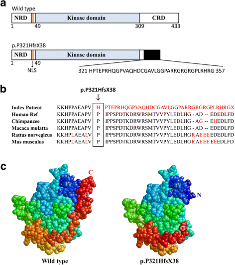 Sanger sequencing in exonic regions of STK11 gene uncovers a novel de ...