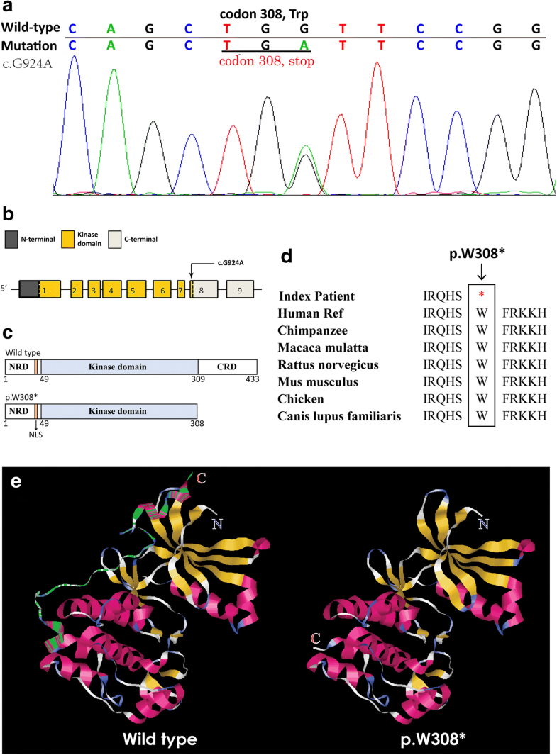 The altered activity of P53 signaling pathway by STK11 gene mutations ...