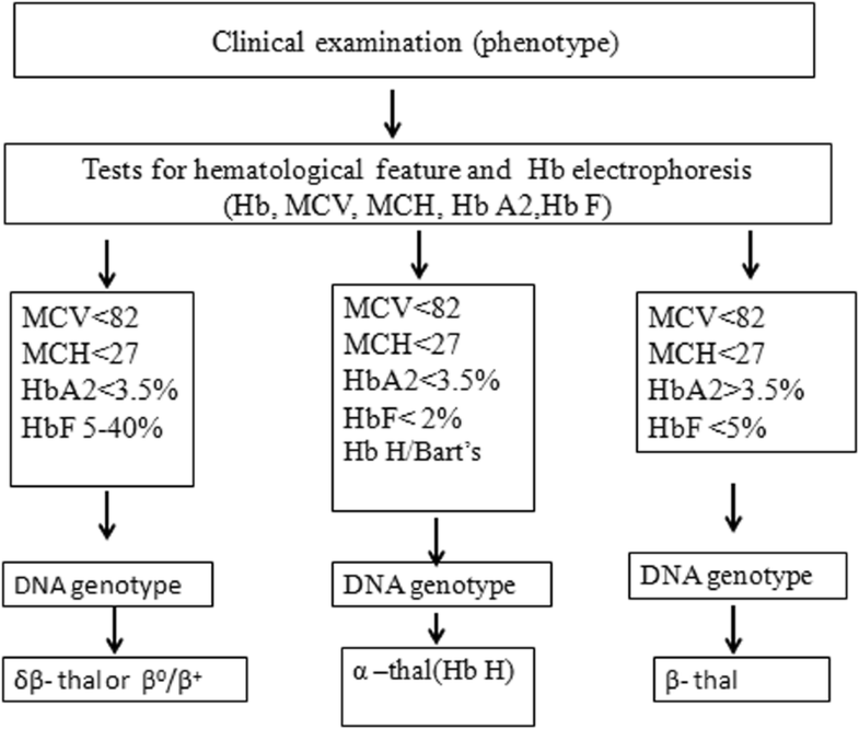 The phenomena of balanced effect between α-globin gene and of β-globin ...