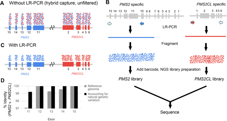 Detecting clinically actionable variants in the 3′ exons of PMS2 via a reflex workflow based on ...