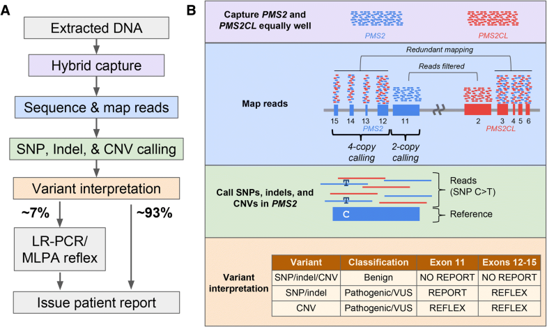Detecting clinically actionable variants in the 3′ exons of PMS2 via a reflex workflow based on ...
