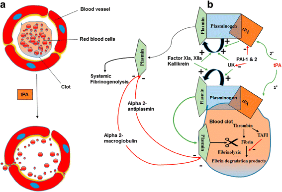 Reperfusion therapy in acute ischemic stroke: dawn of a new era? | BMC ...