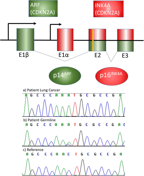 Constitutional mutation in CDKN2A is associated with long term ...