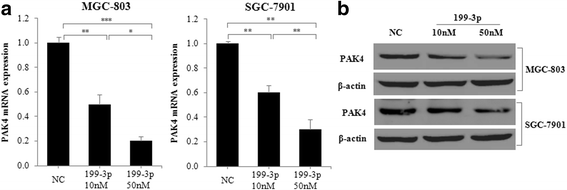 MiR-199a/b-3p inhibits gastric cancer cell proliferation via down ...