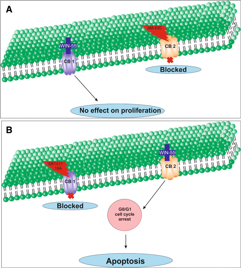 Involvement of the CB2 cannabinoid receptor in cell growth inhibition ...