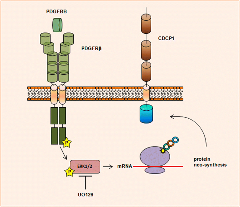 The PDGFRβ/ERK1/2 pathway regulates CDCP1 expression in triple-negative ...