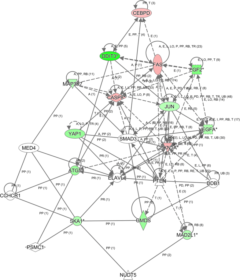GMDS knockdown impairs cell proliferation and survival in human lung ...