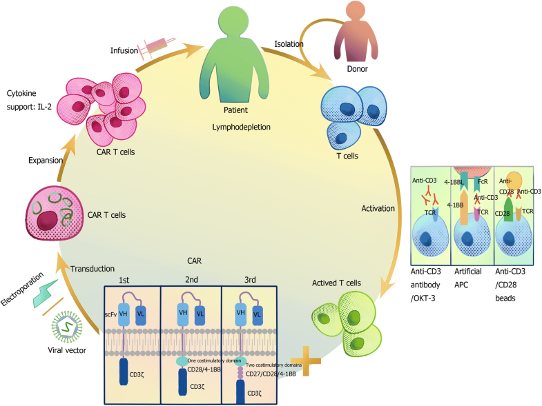 The efficacy and safety of anti-CD19/CD20 chimeric antigen receptor- T ...