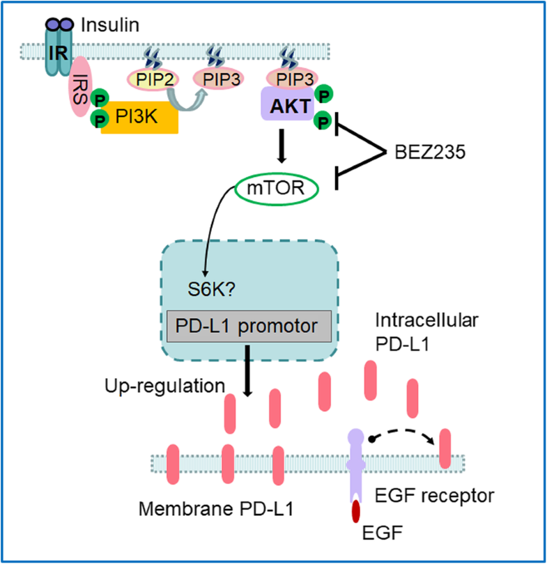 Insluin and epithelial growth factor (EGF) promote programmed death ligand 1(PD-L1) production ...