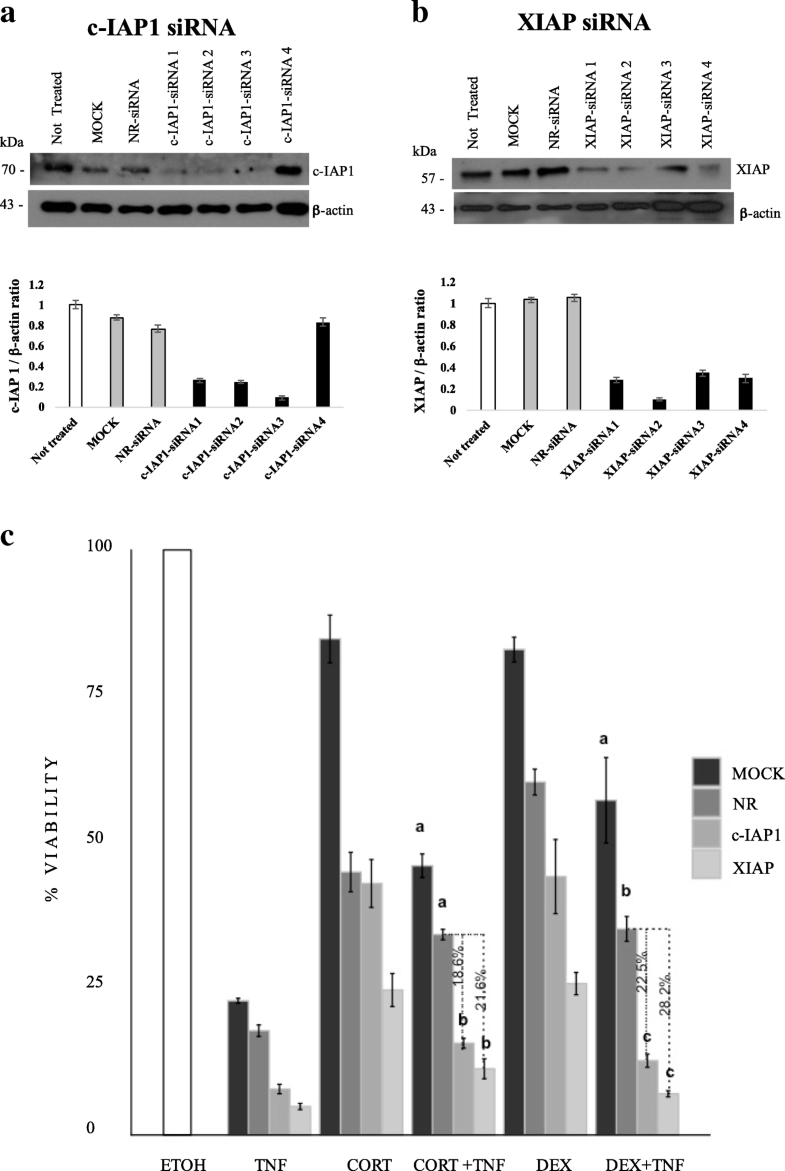 Glucocorticoid-dependent expression of IAP participates in the ...