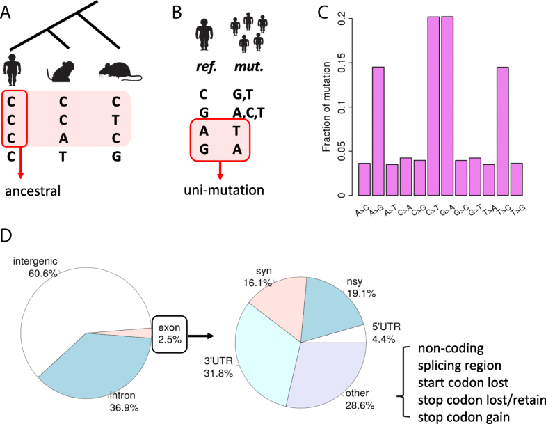 Nonsynonymous, synonymous and nonsense mutations in human cancer ...