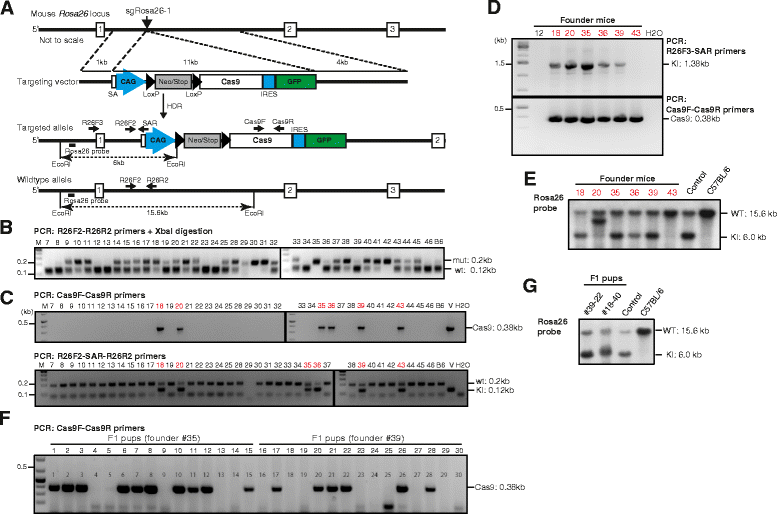 Efficient generation of Rosa26 knock-in mice using CRISPR/Cas9 in C57BL ...