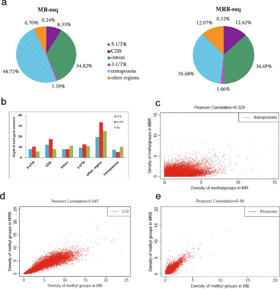DNA methylome profiling at single-base resolution through bisulfite ...