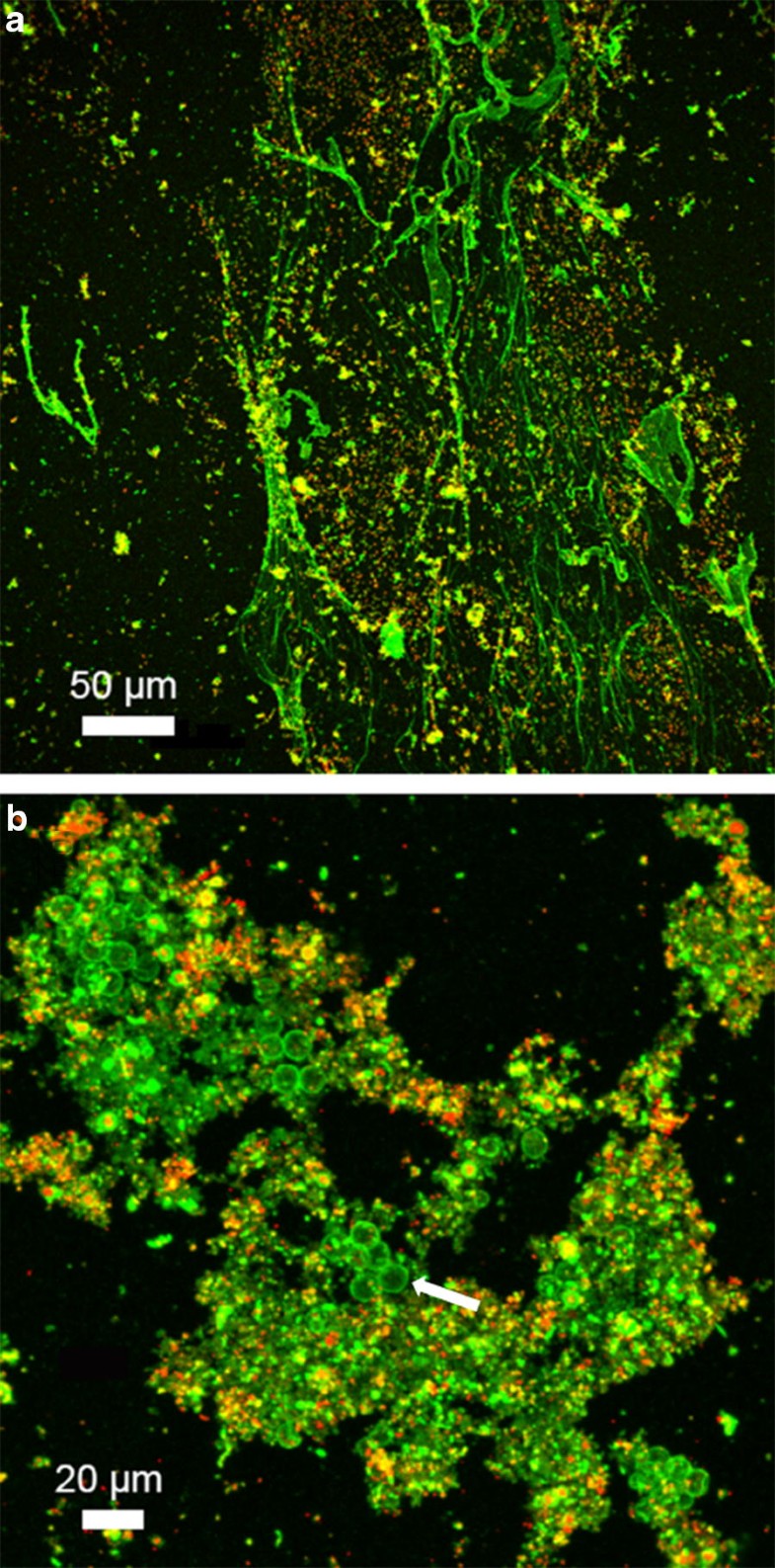 Flatworm mucus as the base of a food web | BMC Ecology | Full Text
