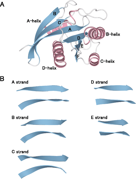 The origin of β-strand bending in globular proteins | BMC Structural ...