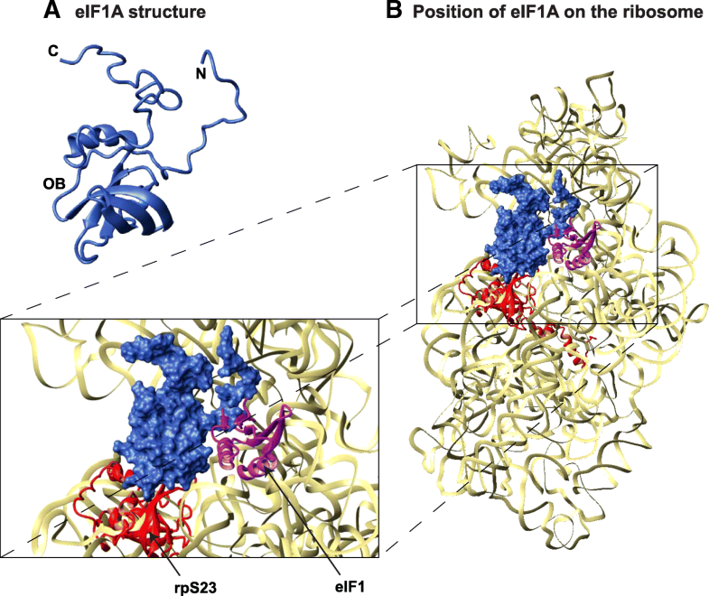 Comparative sequence and structure analysis of eIF1A and eIF1AD | BMC ...