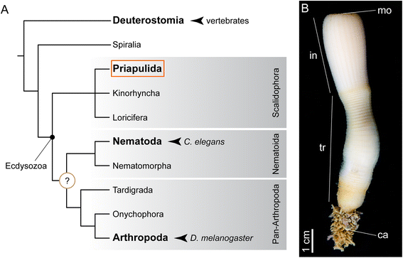 The study of Priapulus caudatus reveals conserved molecular patterning ...