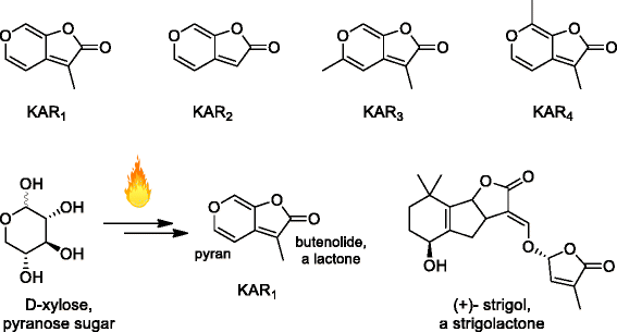 What are karrikins and how were they ‘discovered’ by plants? | BMC Biology | Full Text