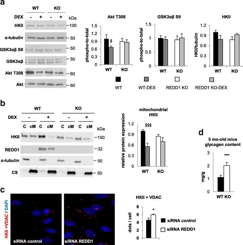 Glucocorticoid-dependent REDD1 expression reduces muscle metabolism to ...