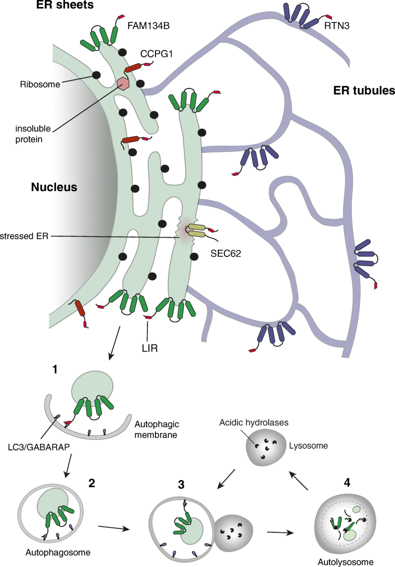 Open questions: why should we care about ER-phagy and ER remodelling ...