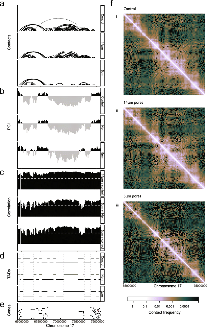 Migration through a small pore disrupts inactive chromatin organization ...