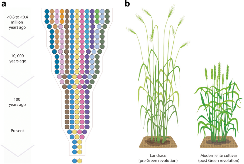 Qanda Modern Crop Breeding For Future Food Security Bmc Biology Full