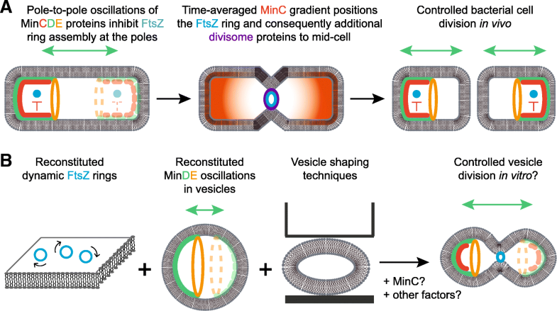 Synthetic cell division via membrane-transforming molecular assemblies ...