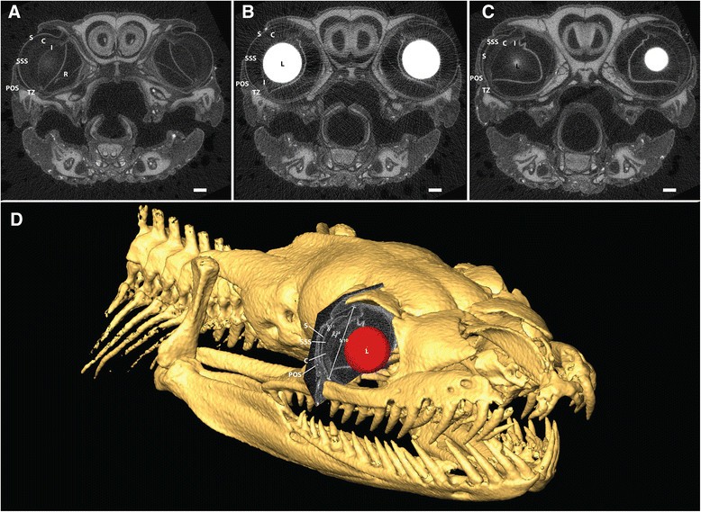 Ultrasound imaging of the anterior section of the eye of five different ...