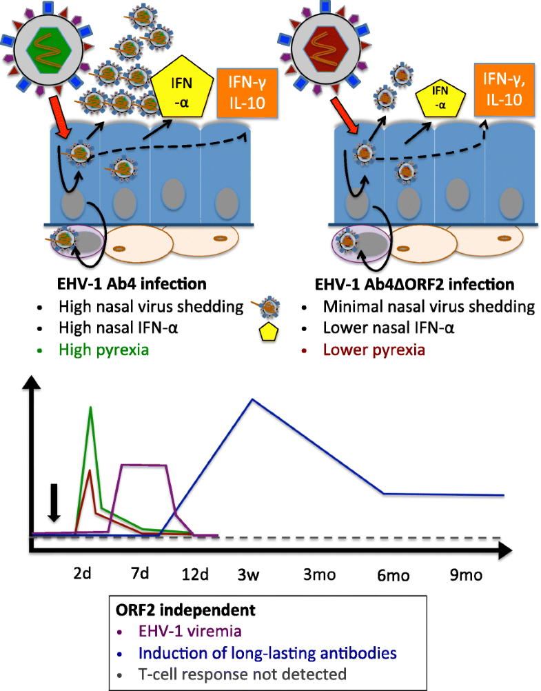 Deletion of the ORF2 gene of the neuropathogenic equine herpesvirus ...