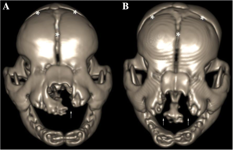 Computed tomographic evaluation of cleft palate in one-day-old puppies ...