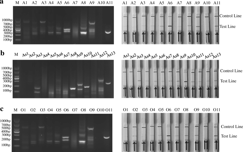 Development and evaluation of serotype-specific recombinase polymerase ...