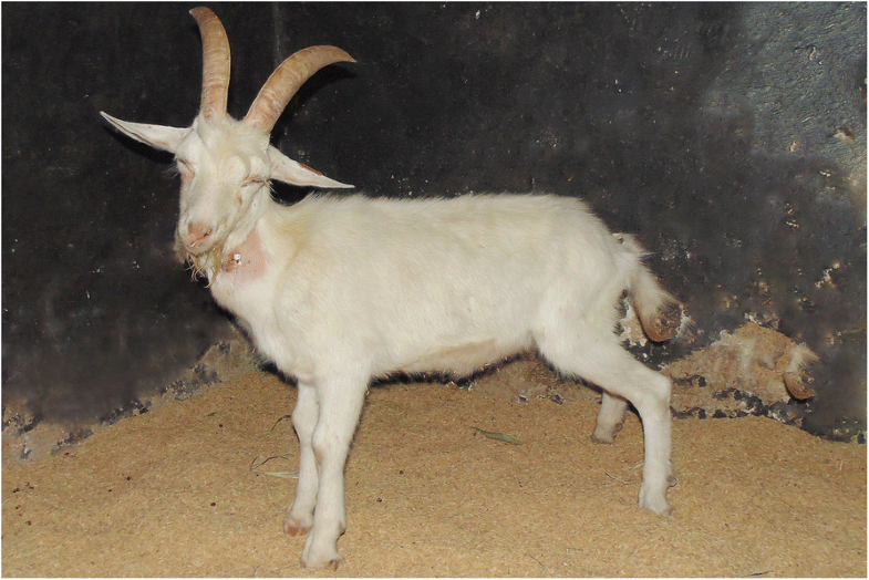 Paralytic rabies in a goat | BMC Veterinary Research | Full Text
