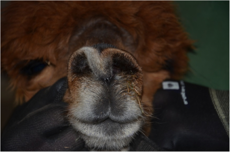 First report on nasal myiasis in an alpaca “Vicugna pacos” – a case ...