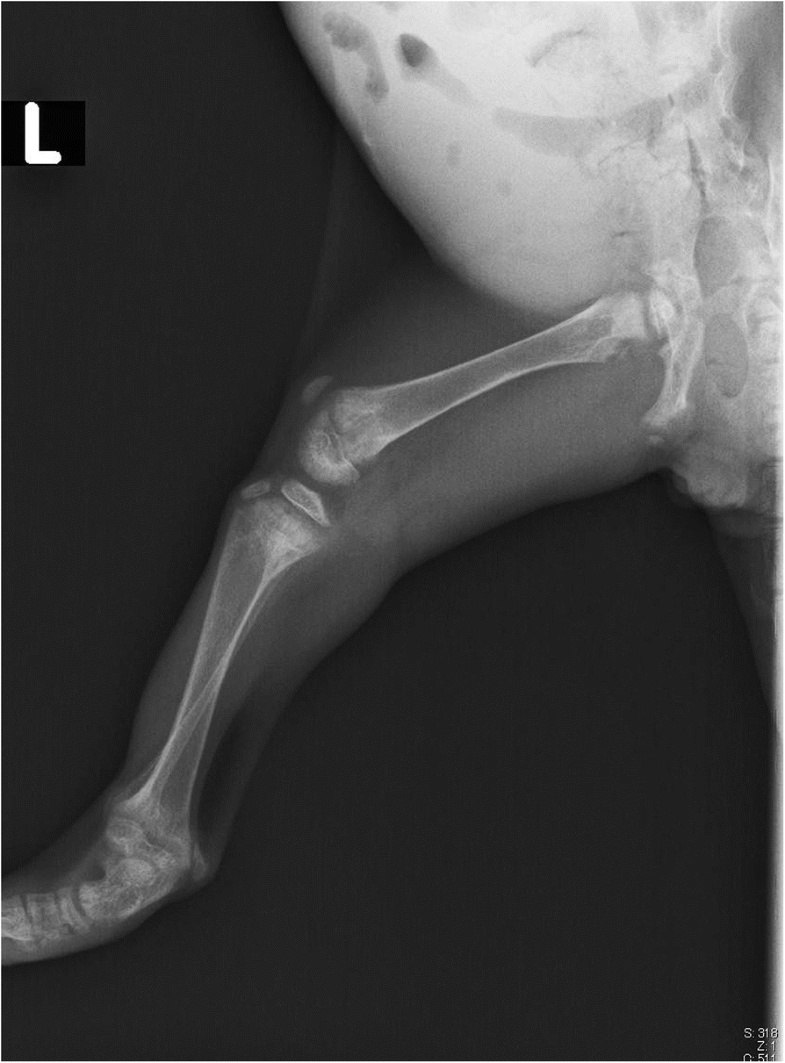 A genetic variant of CYP2R1 identified in a cat with type 1B vitamin D ...