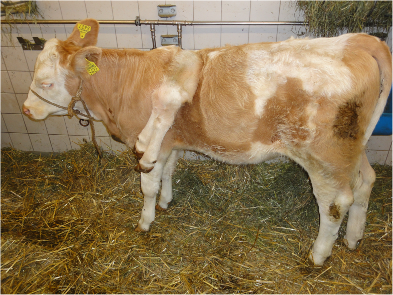 Polymelia in a chimeric Simmental calf: nociceptive withdrawal reflex ...