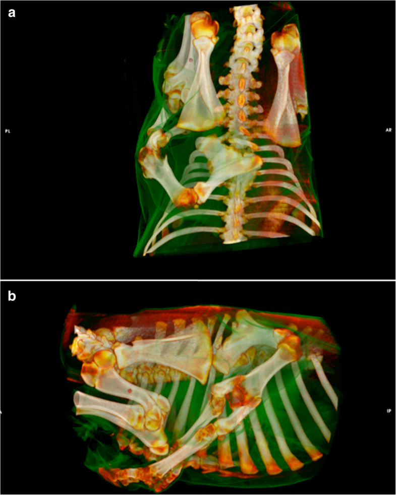 Polymelia in a chimeric Simmental calf: nociceptive withdrawal reflex ...