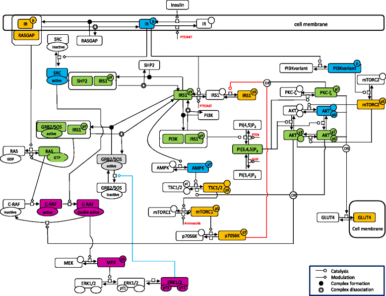 A rule-based model of insulin signalling pathway | BMC Systems Biology ...