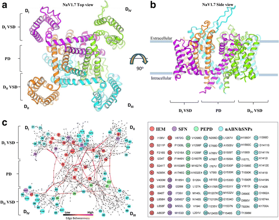 Network topology of NaV1.7 mutations in sodium channel-related painful ...