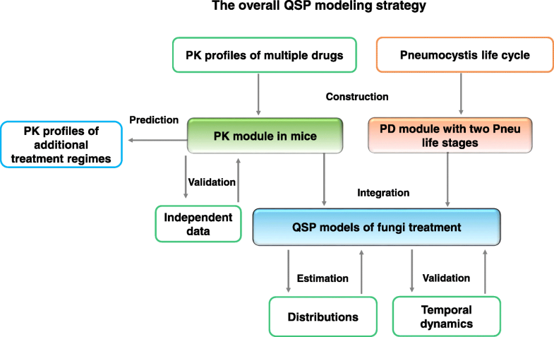A quantitative systems pharmacology (QSP) model for Pneumocystis treatment in mice | BMC Systems ...