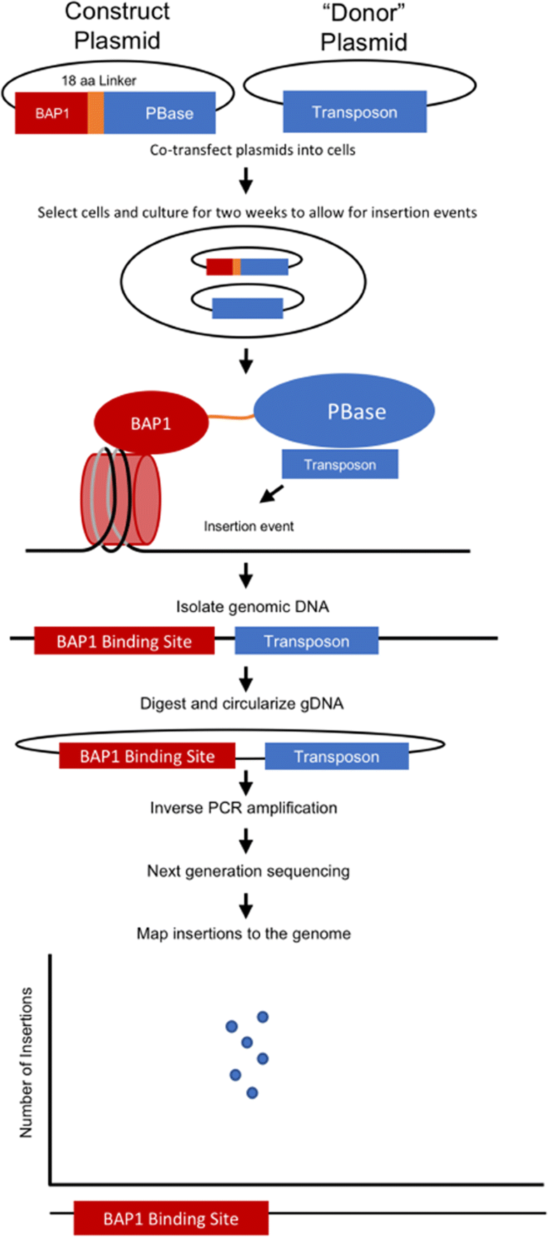 Transposase mapping identifies the genomic targets of BAP1 in uveal ...