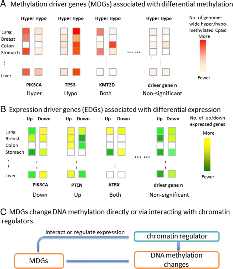 A pan-cancer analysis of driver gene mutations, DNA methylation and ...