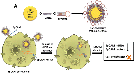 EpCAM aptamer mediated cancer cell specific delivery of EpCAM siRNA ...