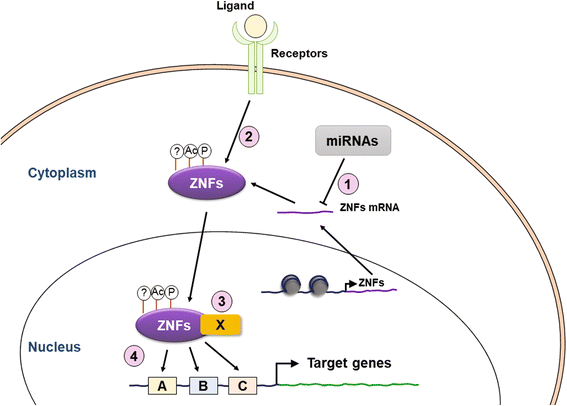 Zinc finger proteins in cancer progression | Journal of Biomedical Science | Full Text