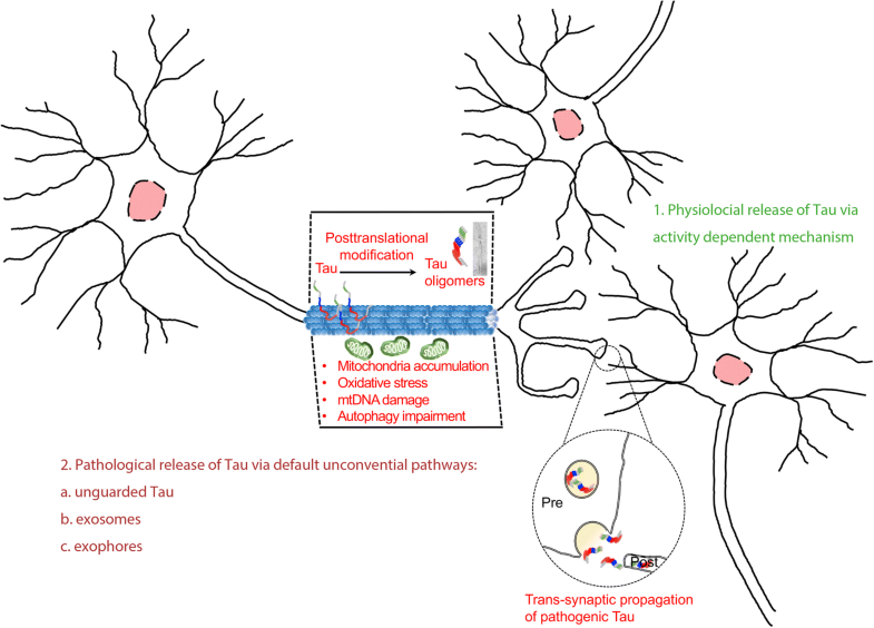 Untangling the Tauopathy for Alzheimer’s disease and parkinsonism ...