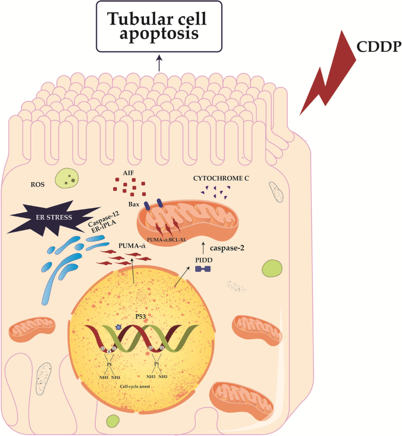 Molecular mechanisms of cisplatin-induced nephrotoxicity: a balance on ...