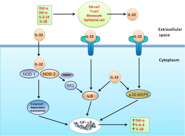 Interleukin-32: its role in asthma and potential as a therapeutic agent ...