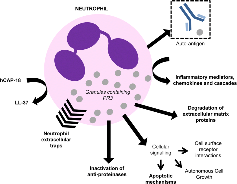 Proteinase 3; a potential target in chronic obstructive pulmonary ...