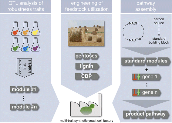 Yeast as a cell factory: current state and perspectives | Microbial ...