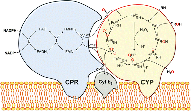 Versatile biocatalysis of fungal cytochrome P450 monooxygenases ...